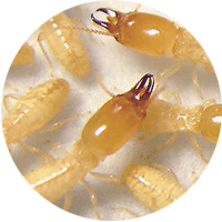 Termites-Exposed-To-Sunlight - Termicure Termite Baits