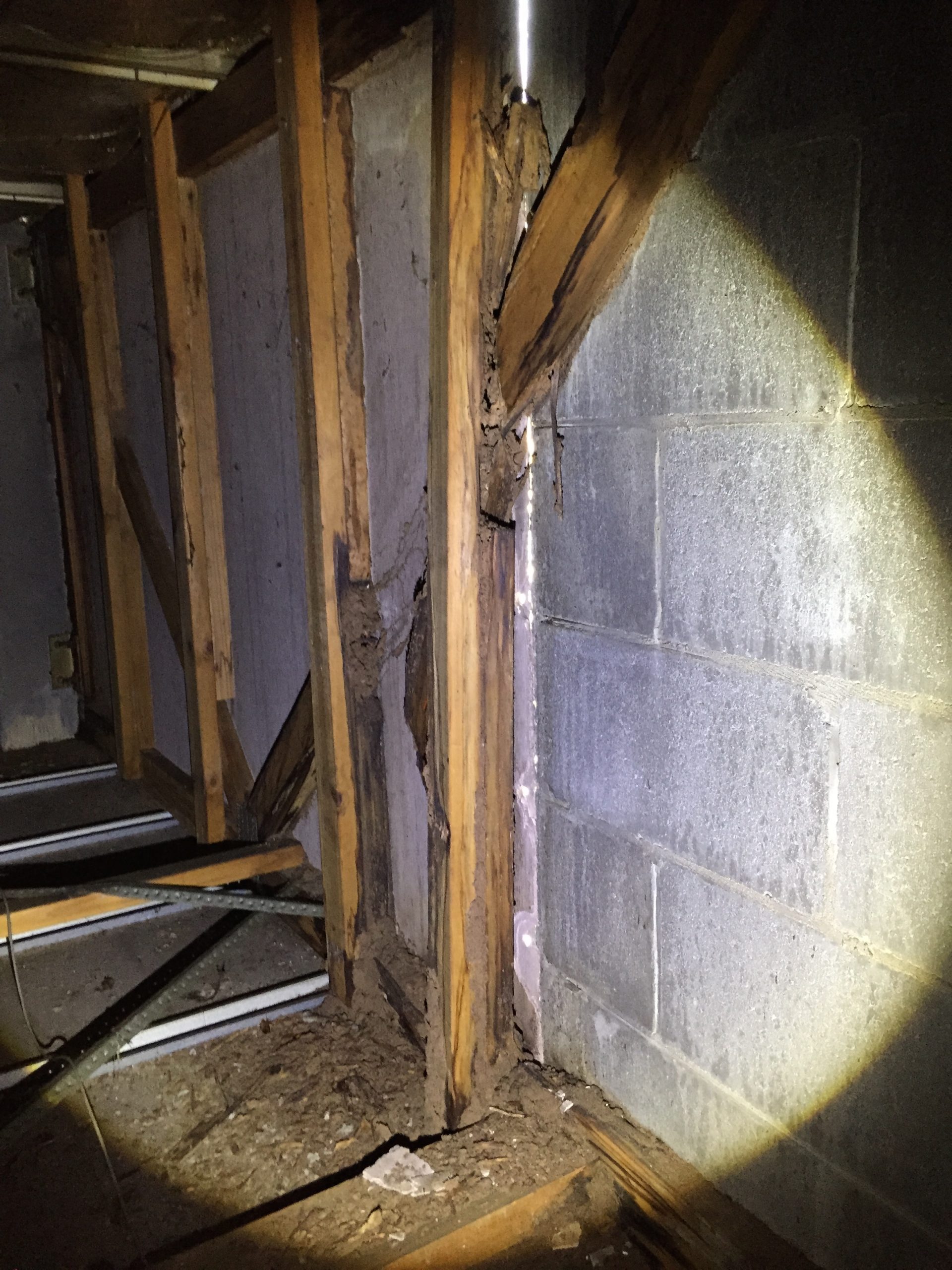 Professional Termite Baits Vs Termicure 'Active' | Termicure