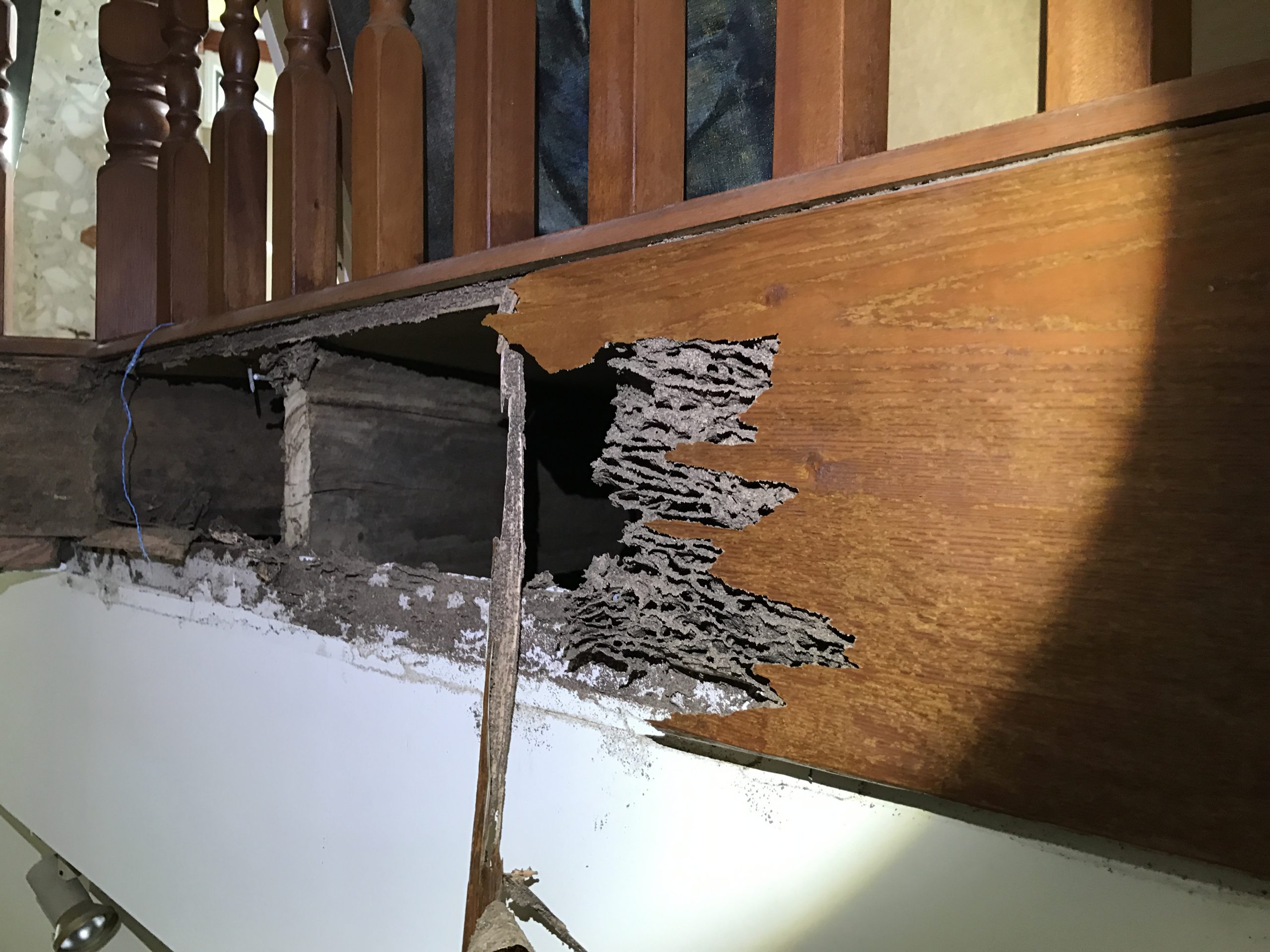 IMG_5720 - Termicure Termite Baits