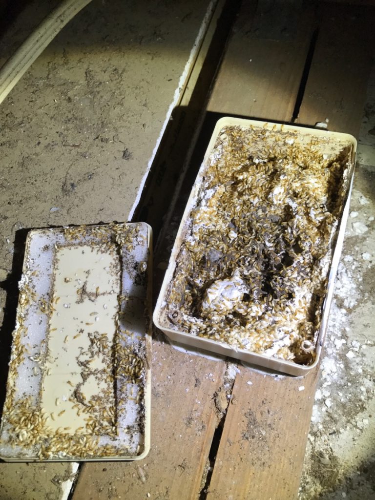 DIY Live Termites Treatment Home Gold Coast | Termicure