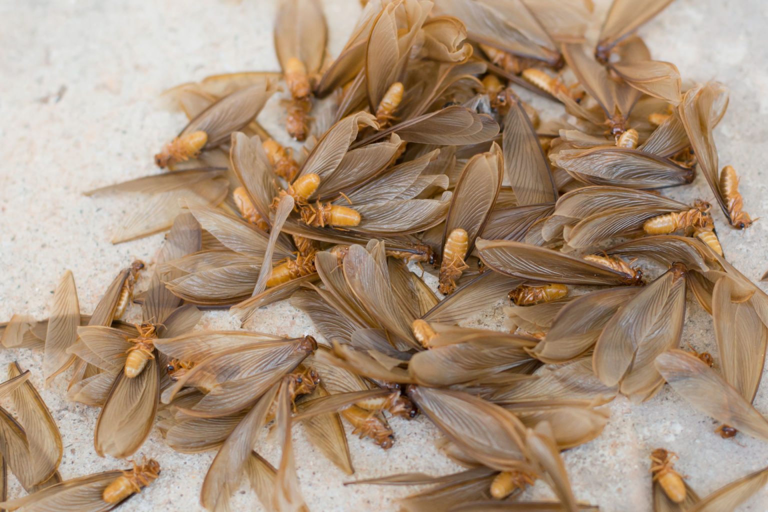 What Do Termites Look Like In Your Home at Angela Babcock blog