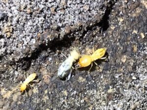 Live Termites - What do they look like, and what can I do? - Termicure ...